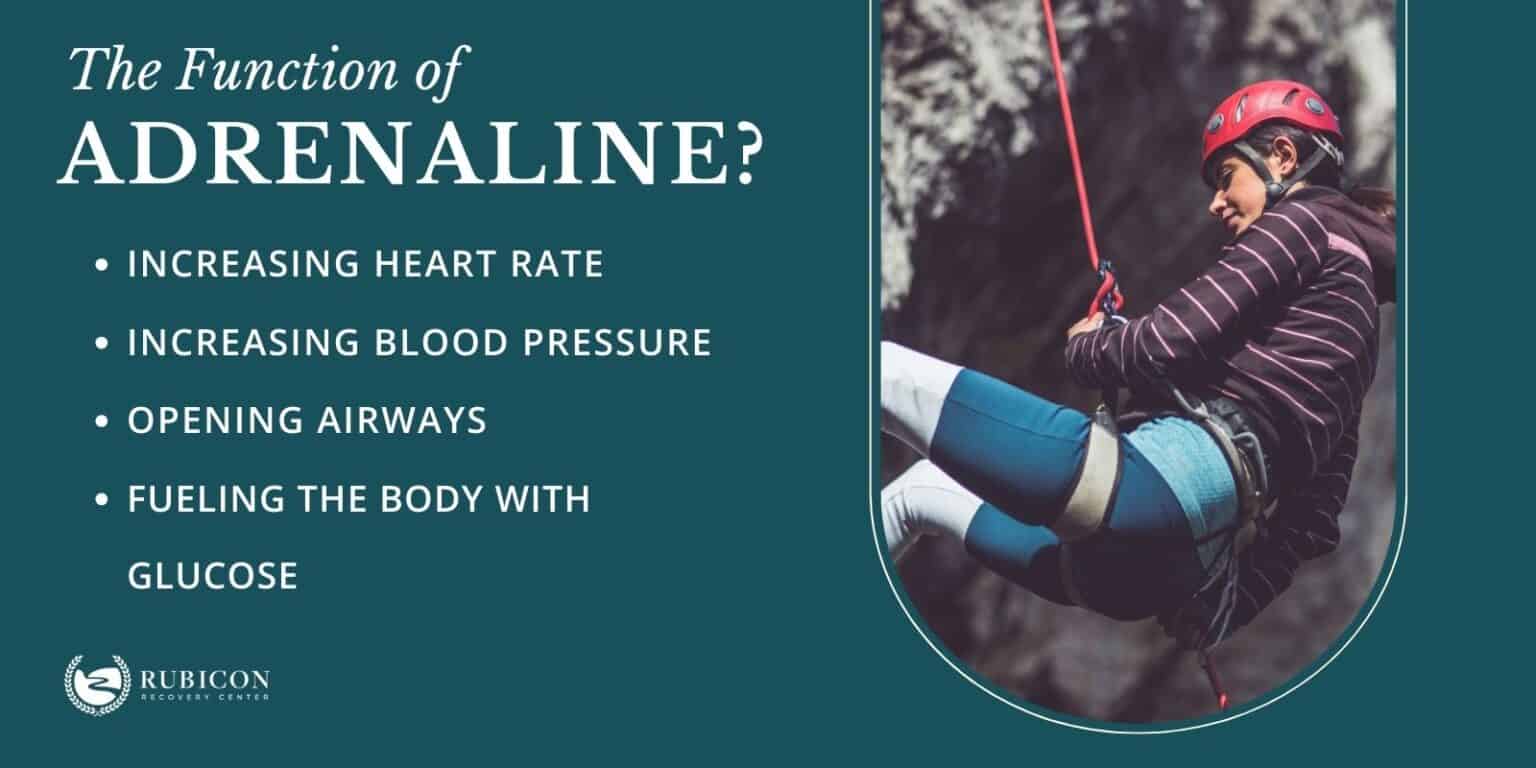 Adrenaline: Definition, Functions, Release And Role In Addiction ...